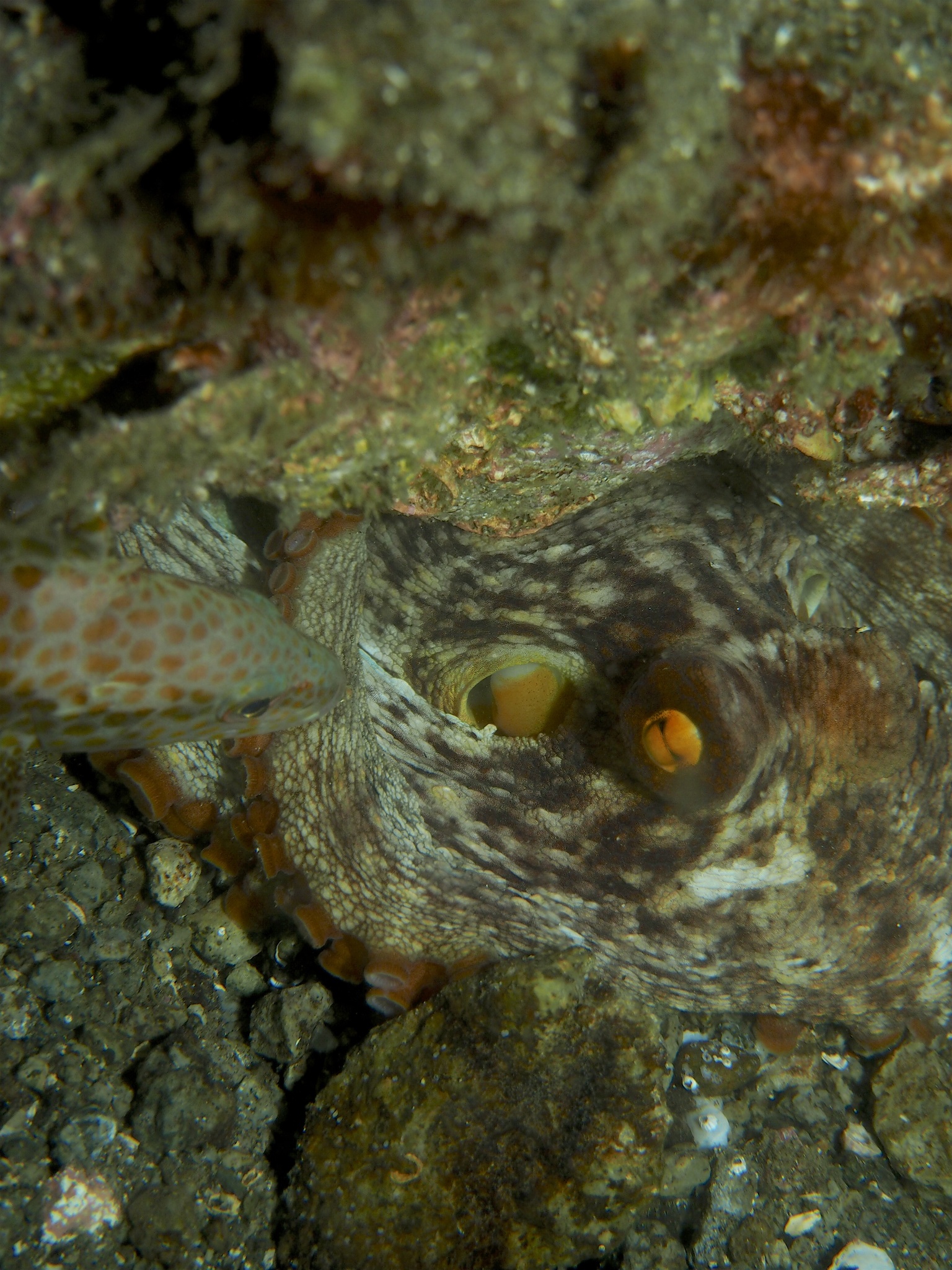 Octopus sinensis d'Orbigny, 1834