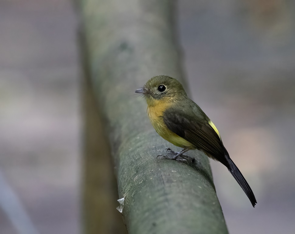 Whiskered Flycatcher from Miracatu - SP, 11850-000, Brasil on November ...