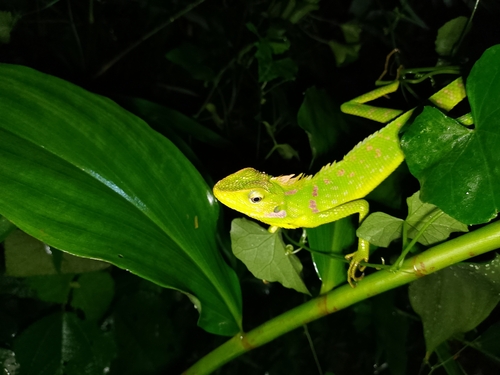 Great Crested Canopy Lizard (Bronchocela jubata) - Snakes and Lizards