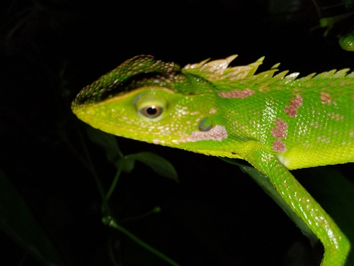 Great Crested Canopy Lizard (Bronchocela jubata) - Snakes and Lizards