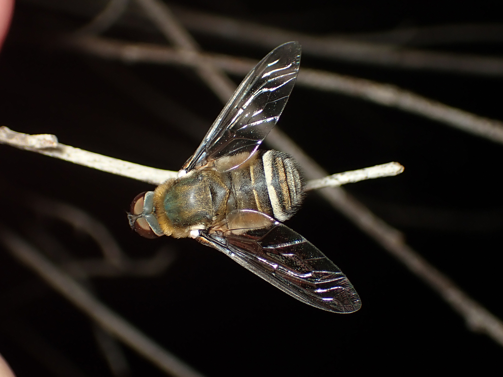 banded bee flies from Stockwell SA 5355, Australia on November 22, 2024 ...