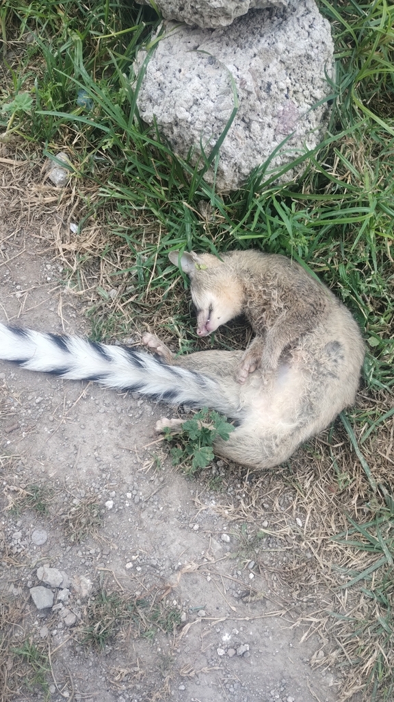 Ringtail from Juárez, Zapotlán de Juárez, Hgo., México on November 3 ...