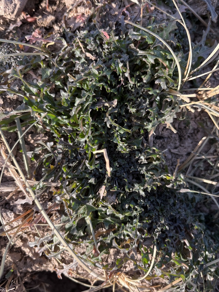 common dandelion from Sullivan Lake, Chino Valley, AZ, US on November ...