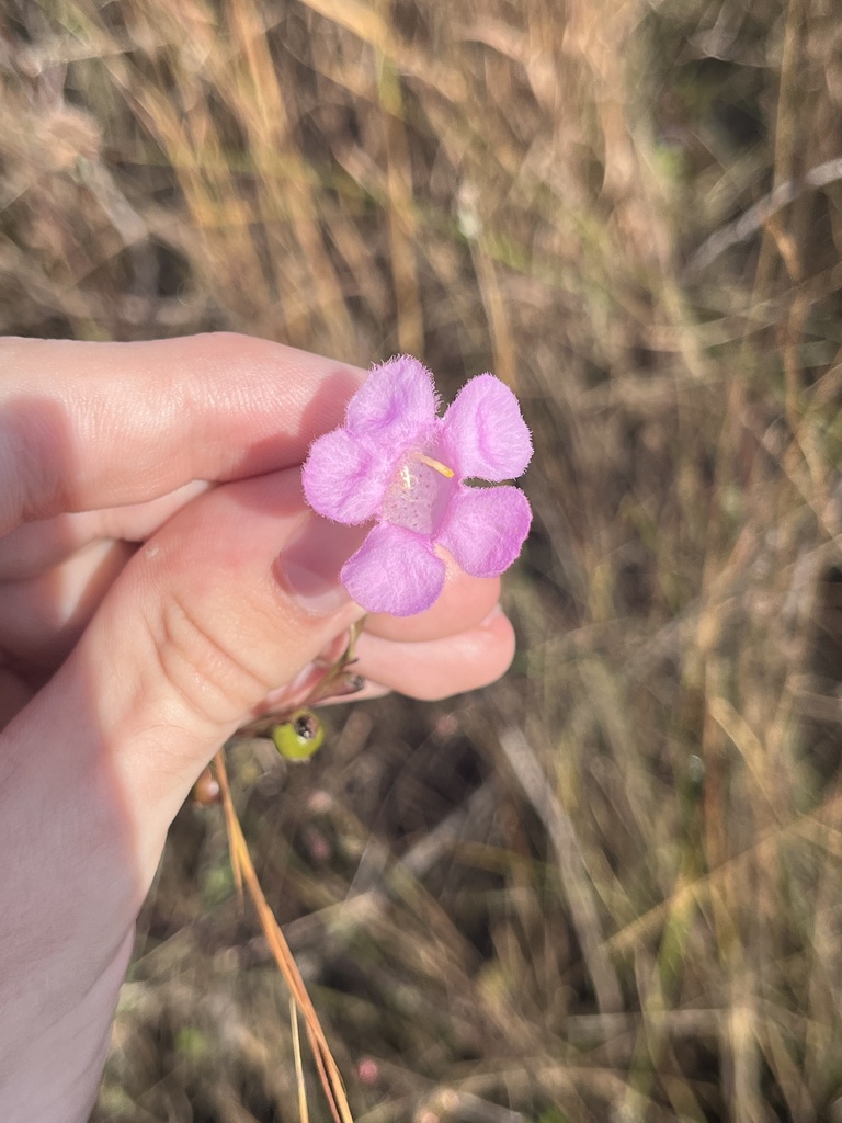 Flaxleaf False Foxglove from Jupiter, FL, US on November 21, 2024 at 10 ...
