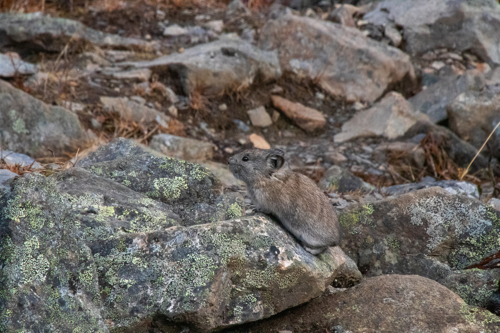 Collared Pika from Yukon, Canada on September 17, 2024 at 06:03 PM by ...