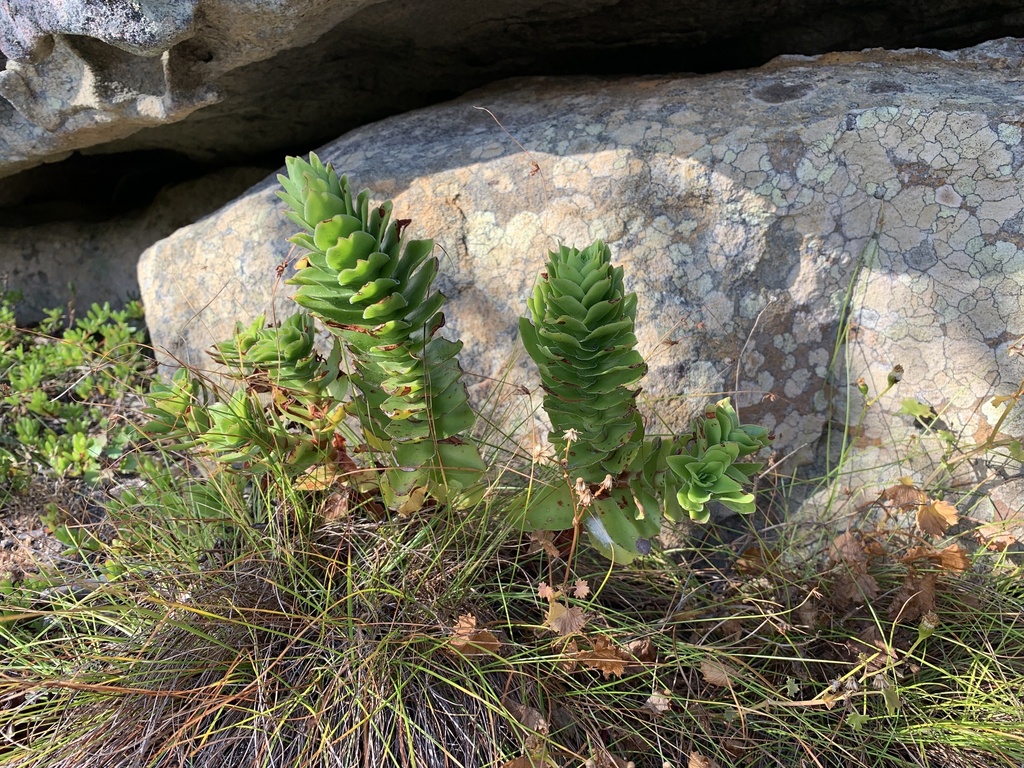 Rochea from Table Mountain National Park, Cape Point, Western Cape, ZA ...