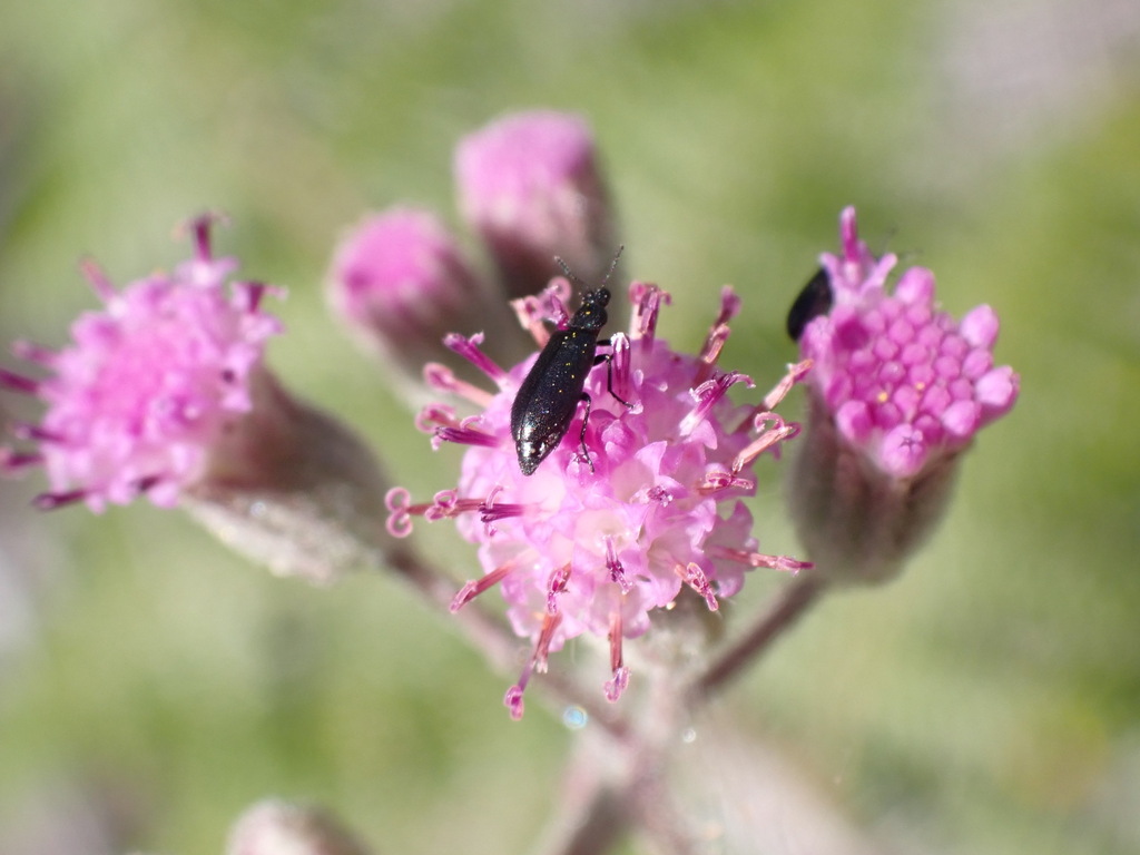 Purple Ragwort from The Southern Right Private Nature Reserve, Garden ...
