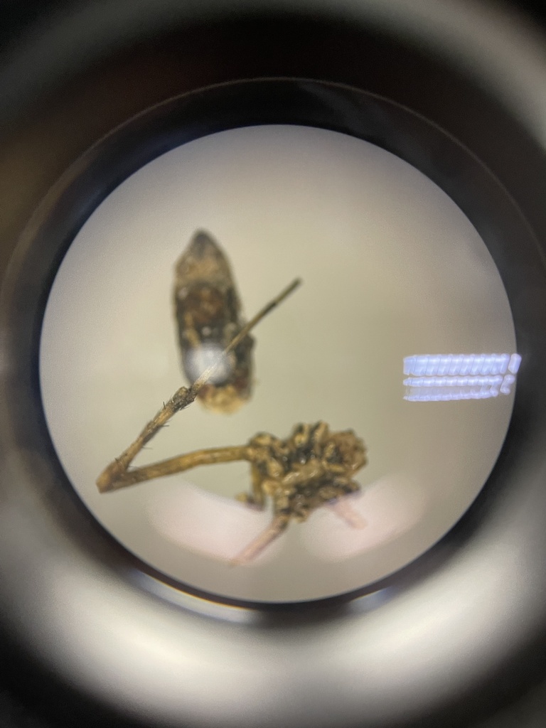 Short-bellied Slender Jumping Spider from Eagle Marsh, Fort Wayne, IN ...