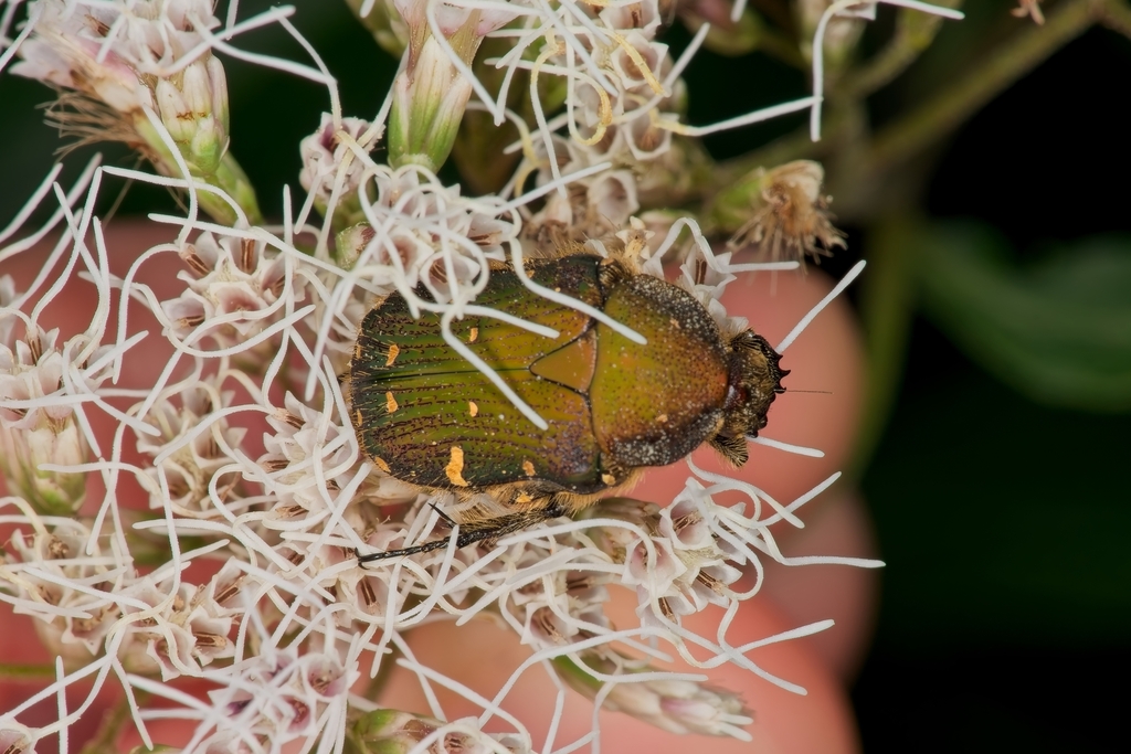 Blue Flower Chafer from Chūō-ku, Kōbe, Präfektur Hyōgo, Japan on ...