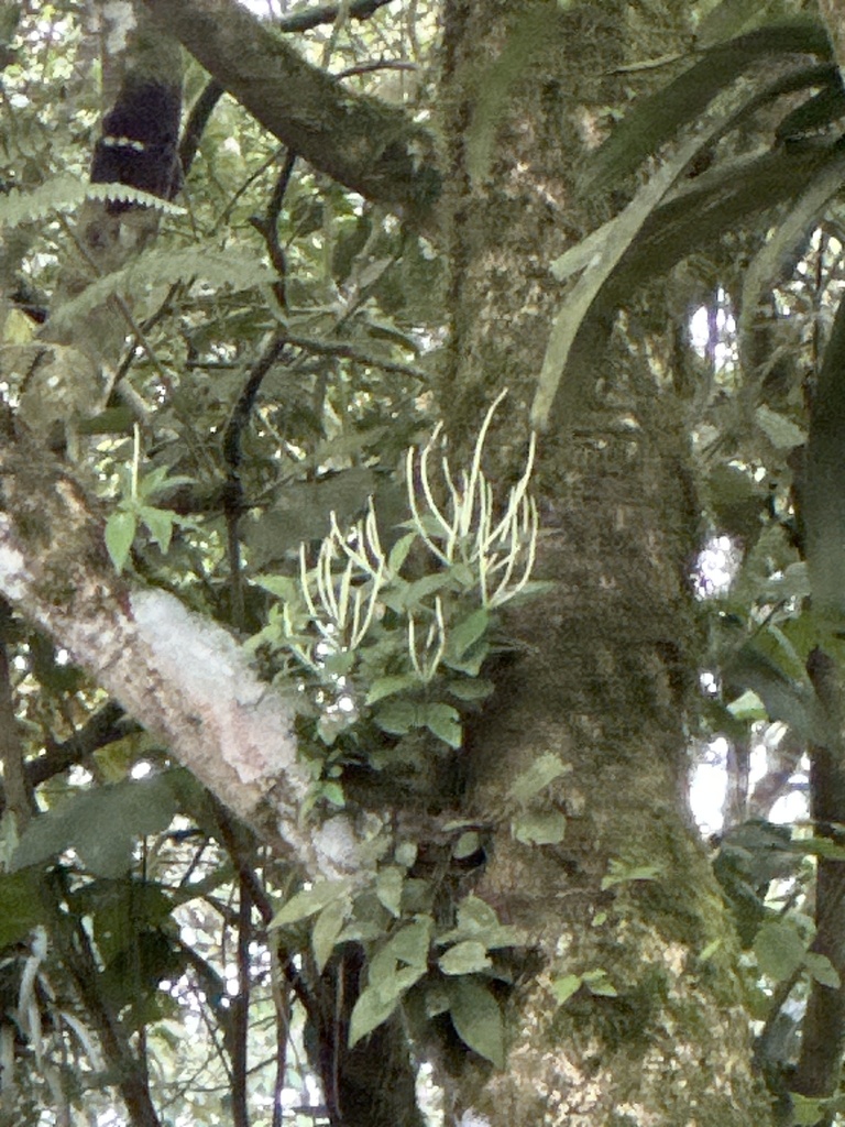radiator plants from Manta, EC-MN, EC on November 21, 2024 at 08:41 AM ...