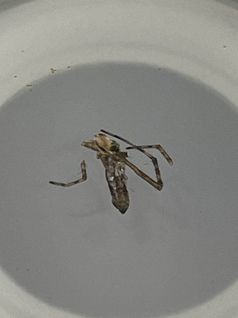 Short-bellied Slender Jumping Spider from Eagle Marsh, Fort Wayne, IN ...