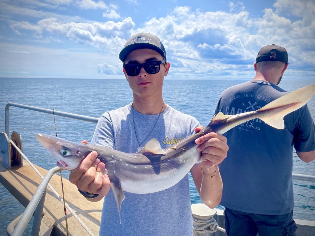 White-spotted Dogfish in August 2024 by finndoherty01 · iNaturalist