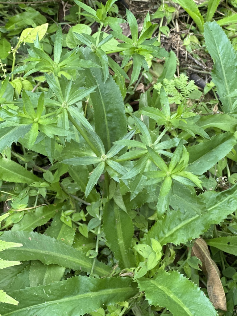 Mexican Culantro from Manta, EC-MN, EC on November 21, 2024 at 10:48 AM ...