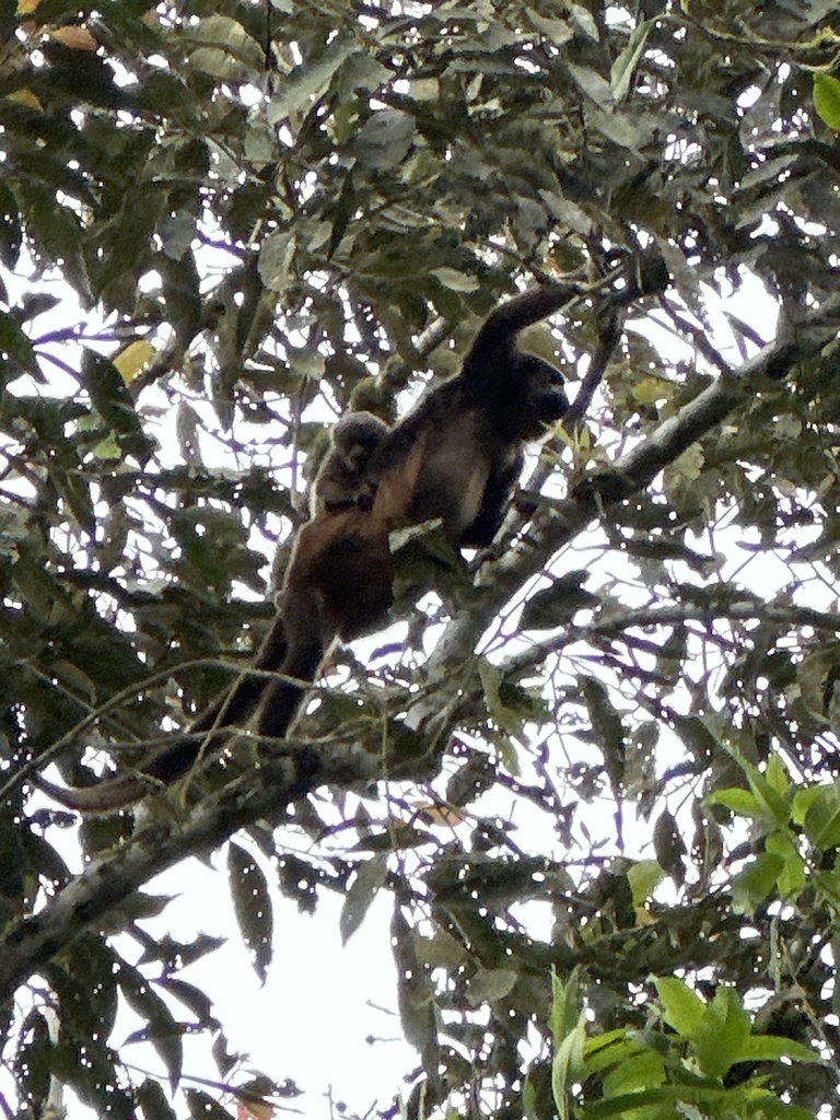 Mantled Howler Monkey from Refugio de Vida Silvestre y Marino Costera ...