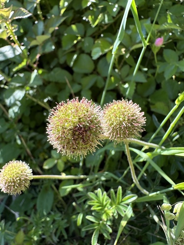 Acaena argentea (Plantas comunes en jardines del Noroeste de la ...