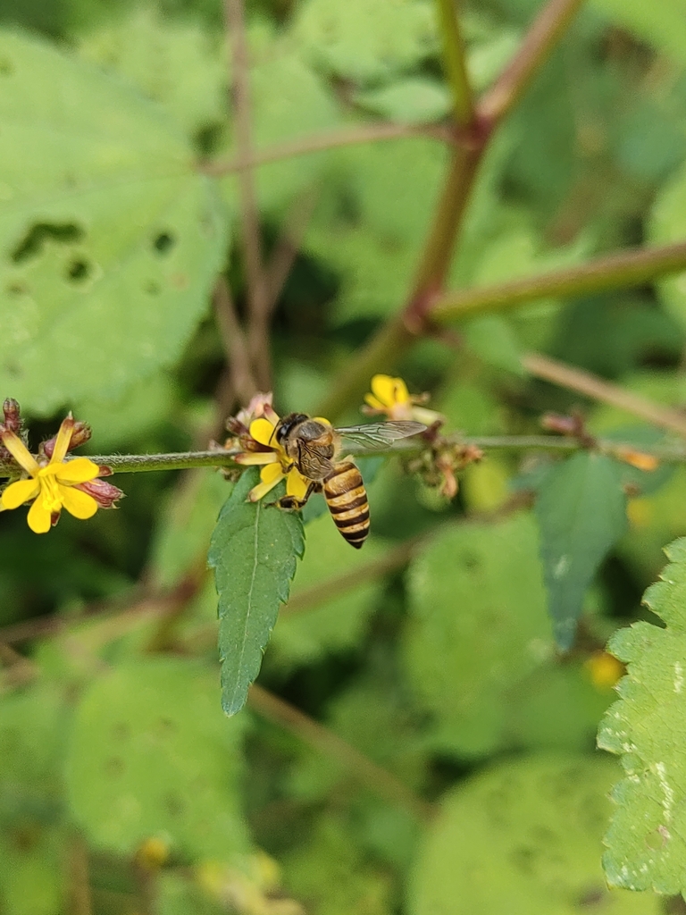 Indian Honey Bee from 49WP+2VQ, Eriam, Panapuzha, Kerala 670306, India ...