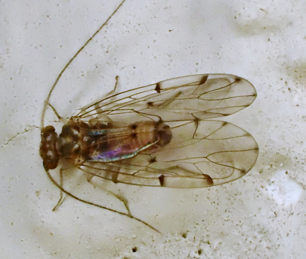 Ectopsocus californicus from Chesterfield County, VA, USA on November ...