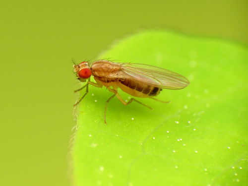 Scaptomyza wheeleri · iNaturalist