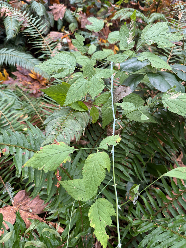 whitebark raspberry from Kenmore, WA, US on November 21, 2024 at 10:15 ...