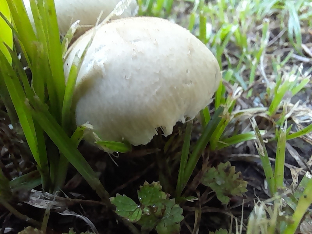 Pale Brittlestem from 54 Onerahi Rd, Onerahi, Whangārei 0110, New ...