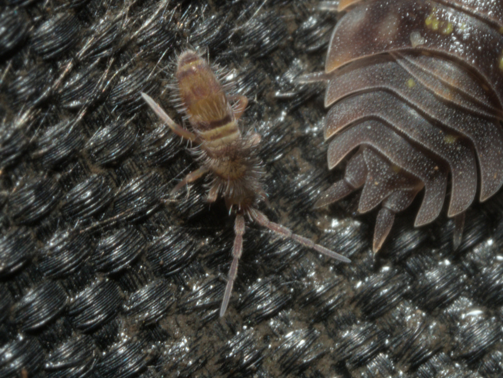 Homidia sauteri from Pompton Lakes, NJ, USA on November 21, 2024 at 11: ...