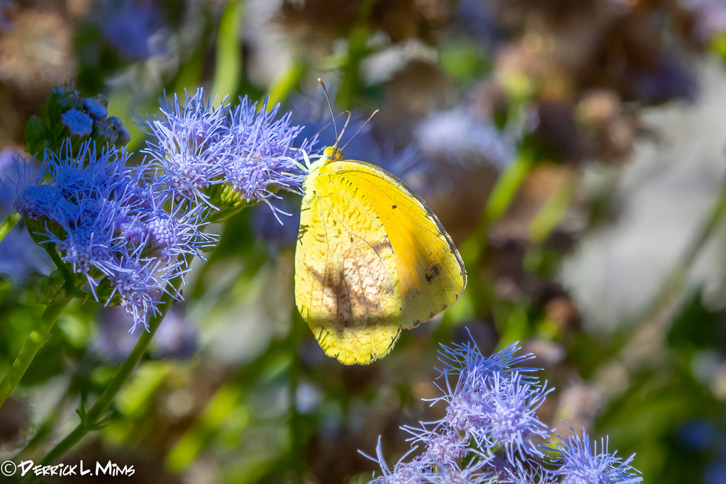 Sleepy Orange from Mims Home on October 4, 2022 at 03:17 PM by Derrick ...