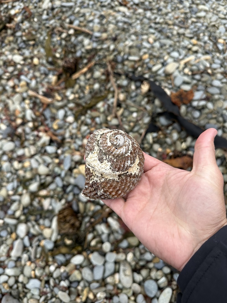 Cook's Turban from South Island / Te Waipounamu, Oamaru, Otago, NZ on ...