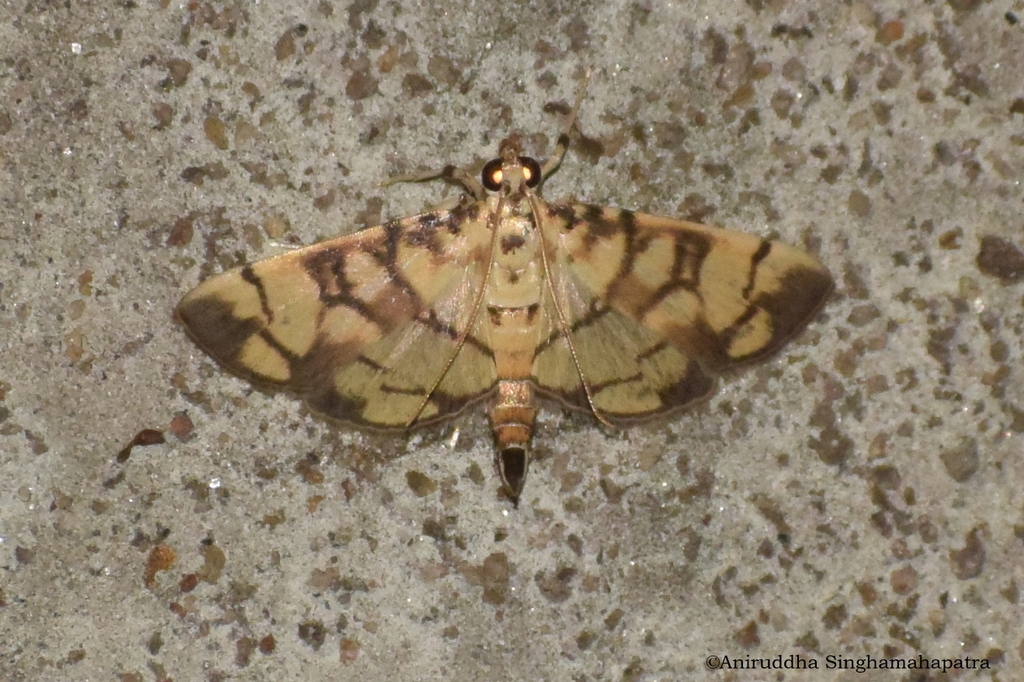 Pardomima amyntusalis from Kadma, Bankura, West Bengal 722151, India on ...