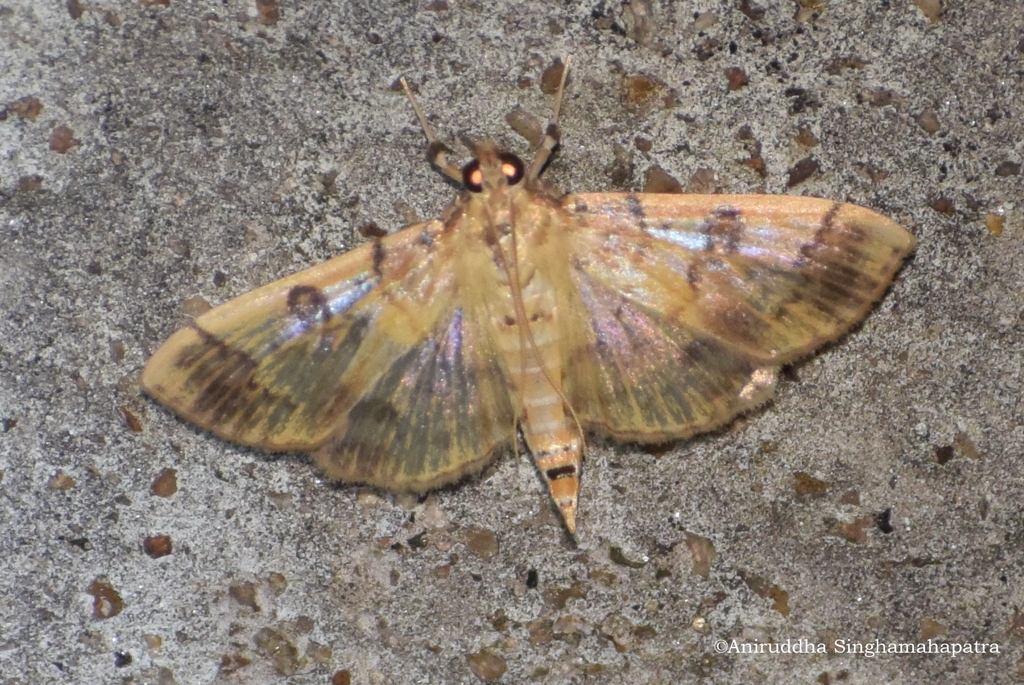 Patania iopasalis from Kadma, Bankura, West Bengal 722151, India on ...