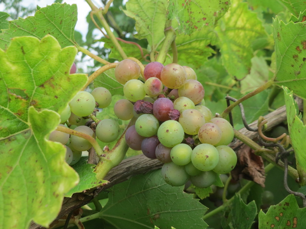 wine grape (Vitis vinifera) - Botanical Realm