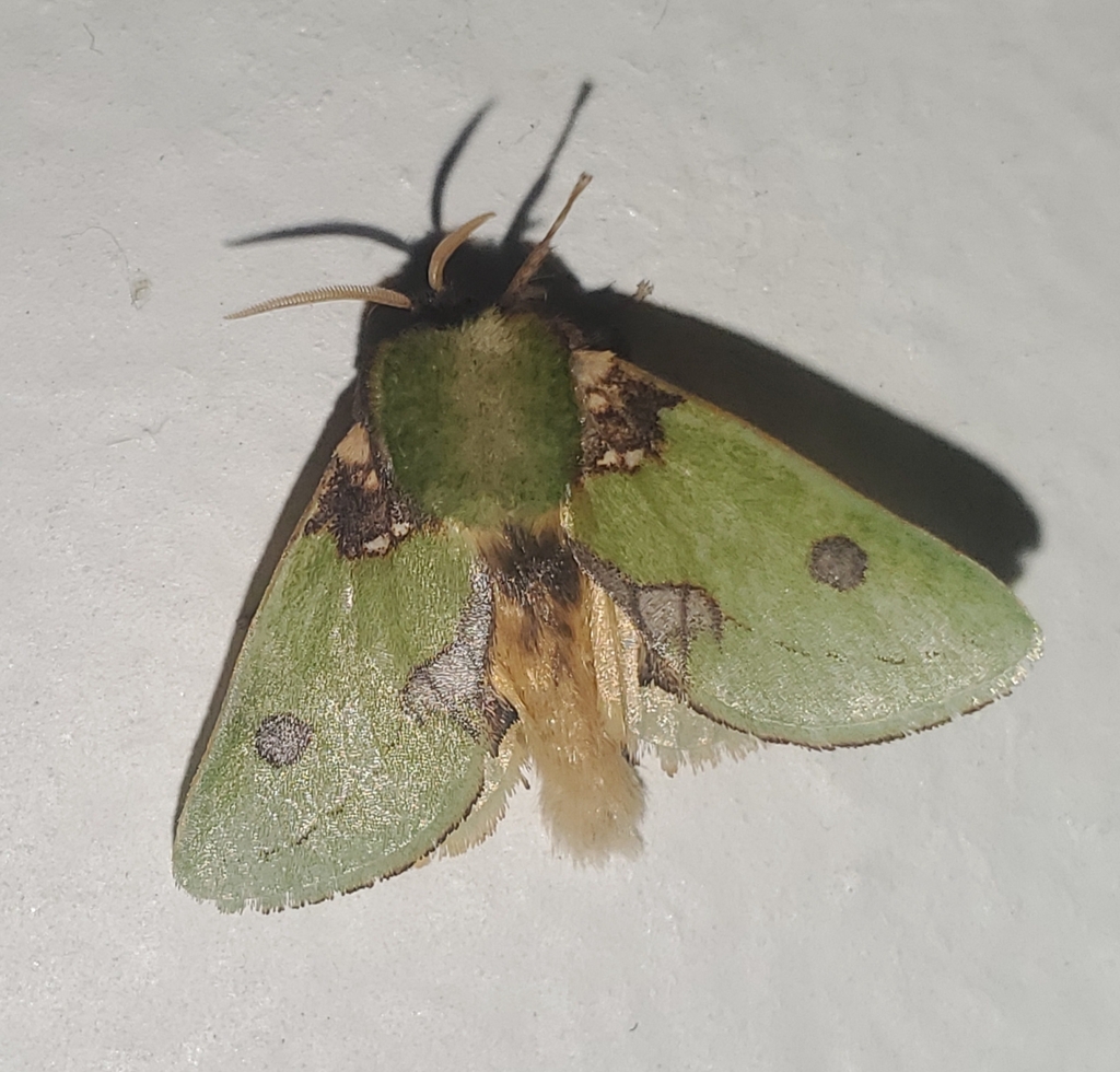 Gem Slug from Sunnyside, Makhanda, 6139, South Africa on November 21 ...