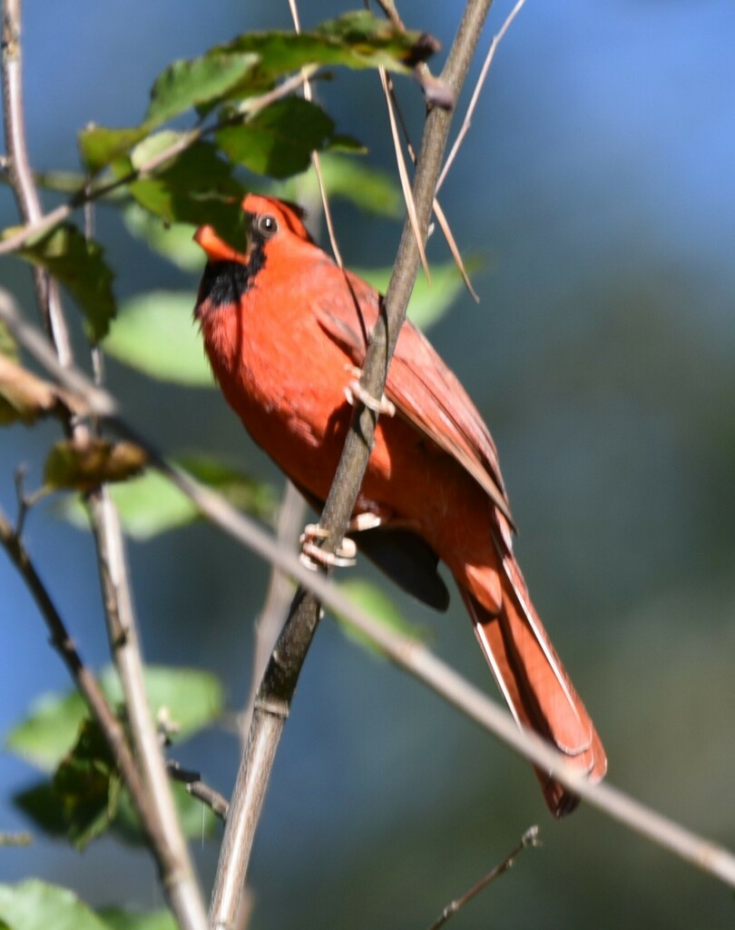 Northern Cardinal from Ellen Trout Park Lufkin TX on November 21, 2024 ...