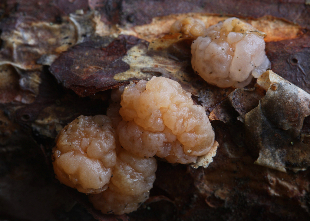 Conifer Brain from Борский р-н, Нижегородская обл., Россия on November ...