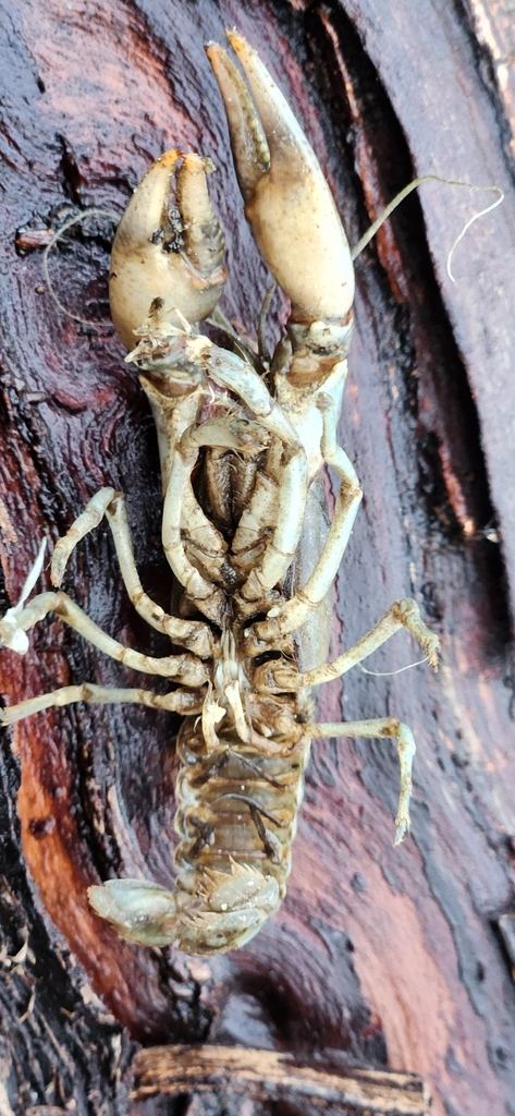 Northern Clearwater Crayfish from Kingston, ON, Canada on November 21 ...