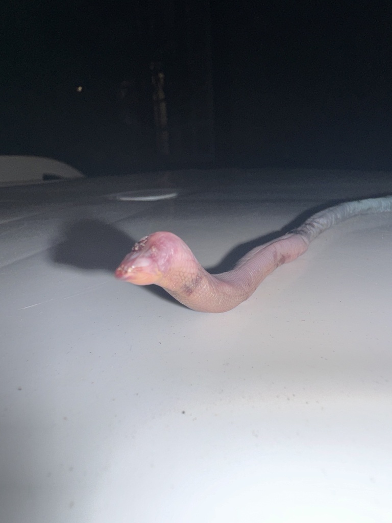 Shielded Worm Lizard from Rua Leila, Armação Dos Búzios, RJ, BR on ...