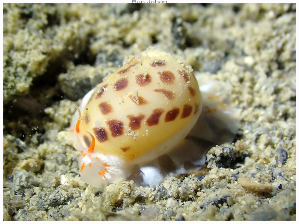 China moon snail from Baie des Citrons - Noumea on November 19, 2024 at ...