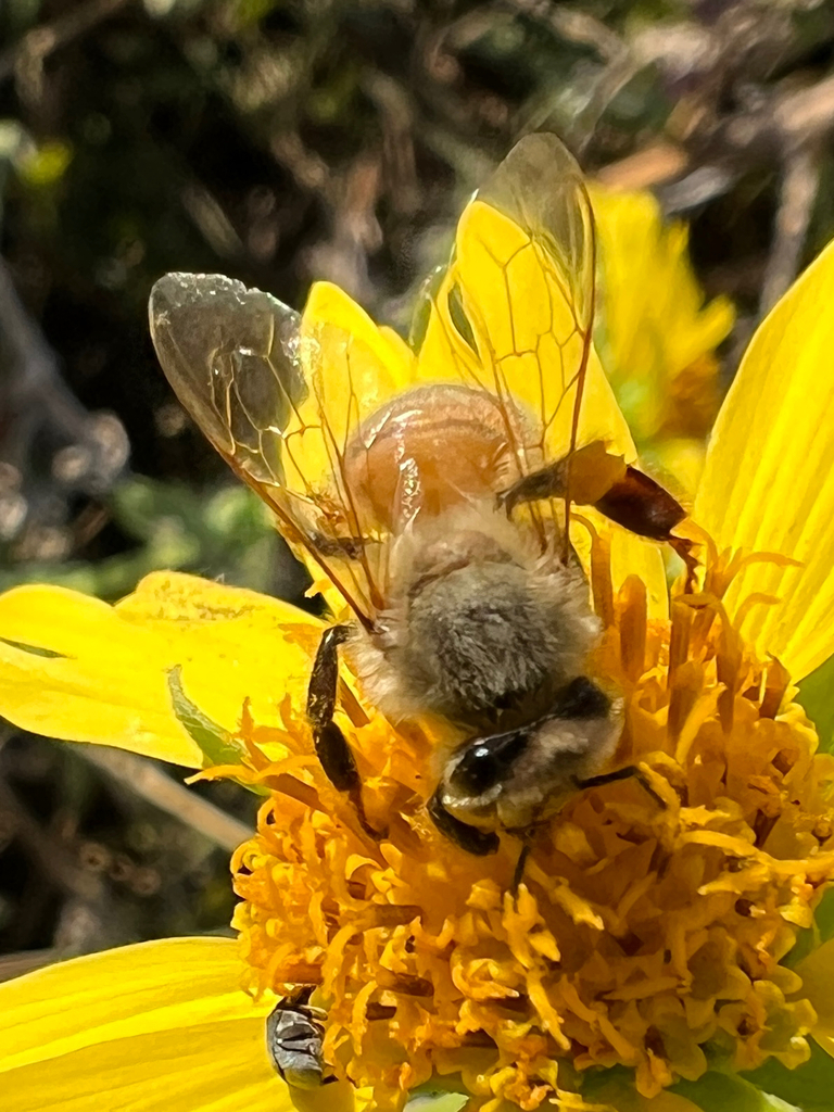 Western Honey Bee from Waialua, HI, US on November 21, 2024 at 07:55 AM ...