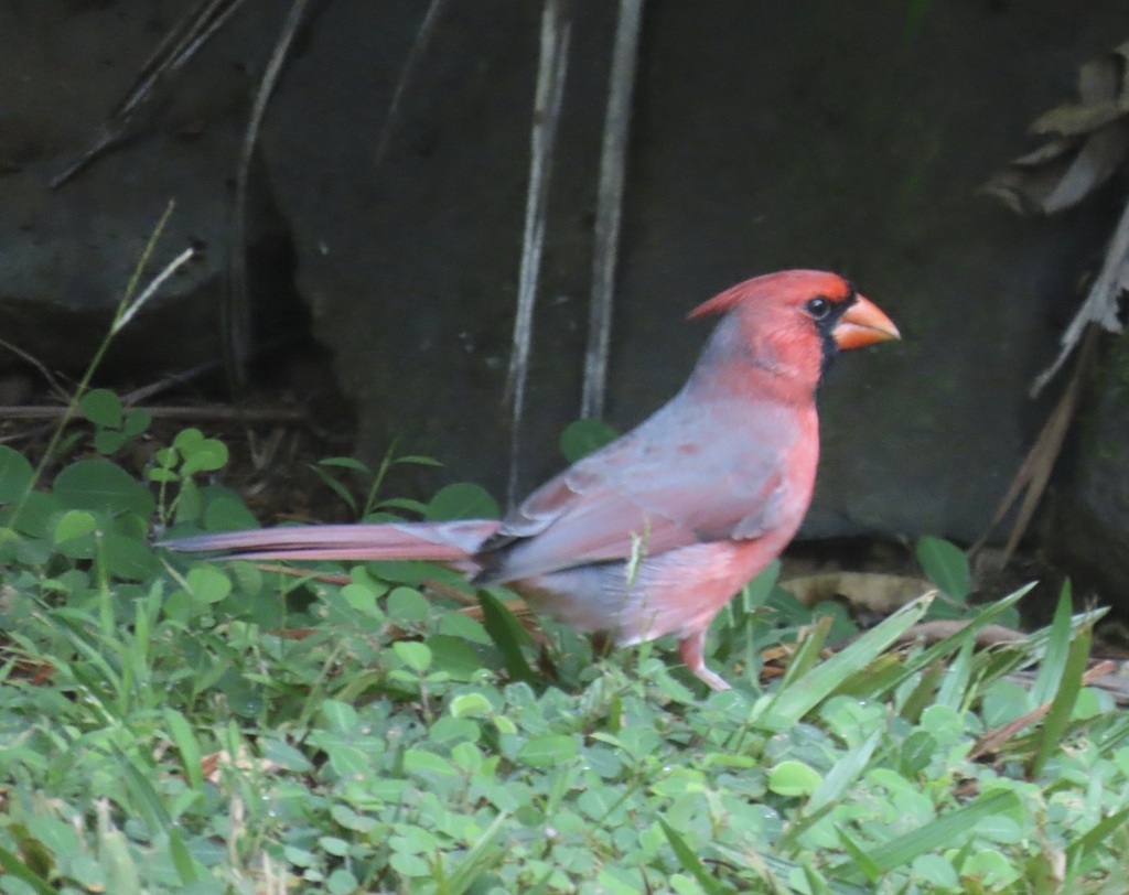 Northern Cardinal in November 2024 by Di · iNaturalist