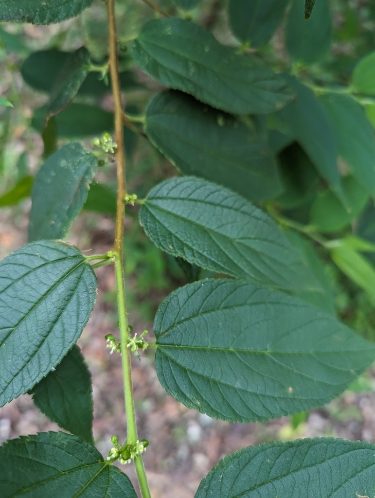 Nettle Tree from Mount Gravatt QLD, Australia on November 21, 2024 at ...