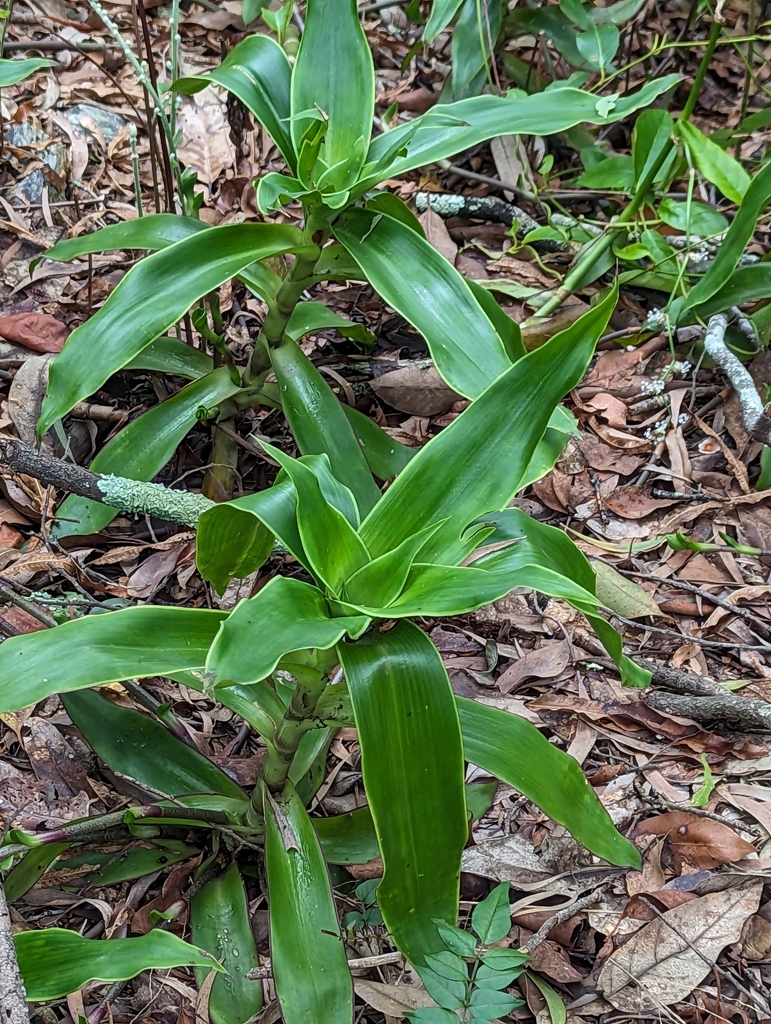 False Bromeliad Plant from Mount Gravatt QLD, Australia on November 21 ...
