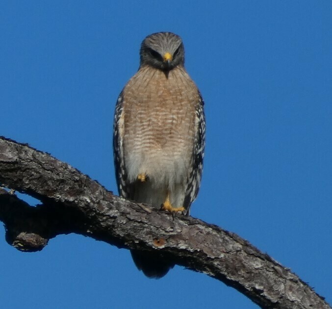 Red-shouldered Hawk from Florida, Collier, Corkscrew Swamp Sanctuary on ...