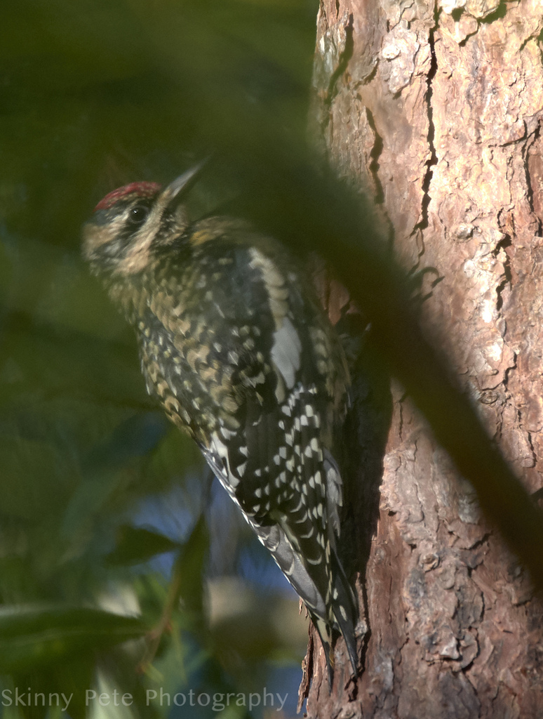 Yellow-bellied Sapsucker from Volusia County, FL, USA on November 21 ...