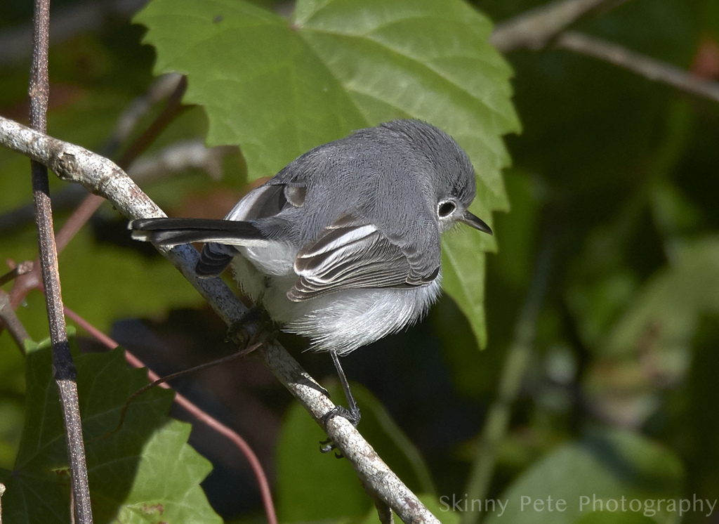Blue-gray Gnatcatcher from Volusia County, FL, USA on November 21, 2024 ...