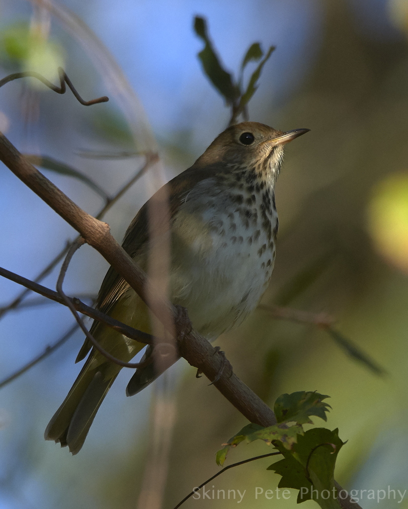 Hermit Thrush from Volusia County, FL, USA on November 21, 2024 at 08: ...