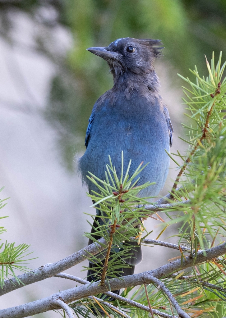 Steller's Jay from TUOLUMNE MEADOWS, CA 95389, USA on September 03 ...