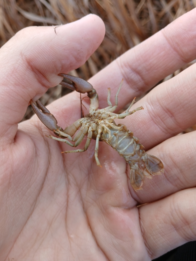 Rusty Crayfish from Little Britain, ON K0M 2C0, Canada on November 21 ...
