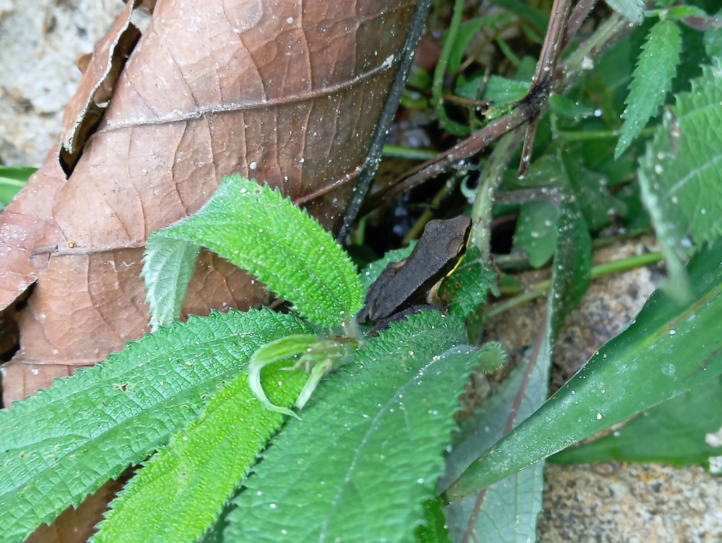 Celebes Frog from Sigi Regency, Central Sulawesi, Indonesia on November ...