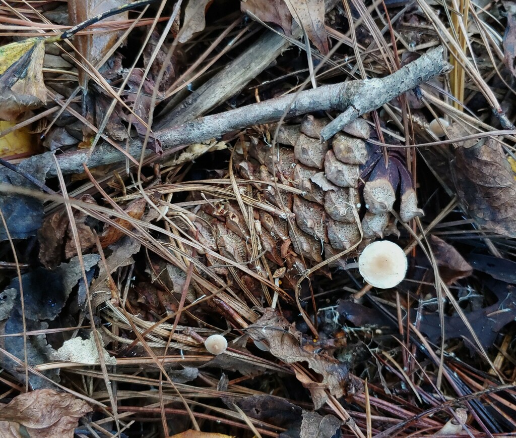 Conifercone Cap from Mountain Park, GA, USA on November 21, 2024 at 03: ...