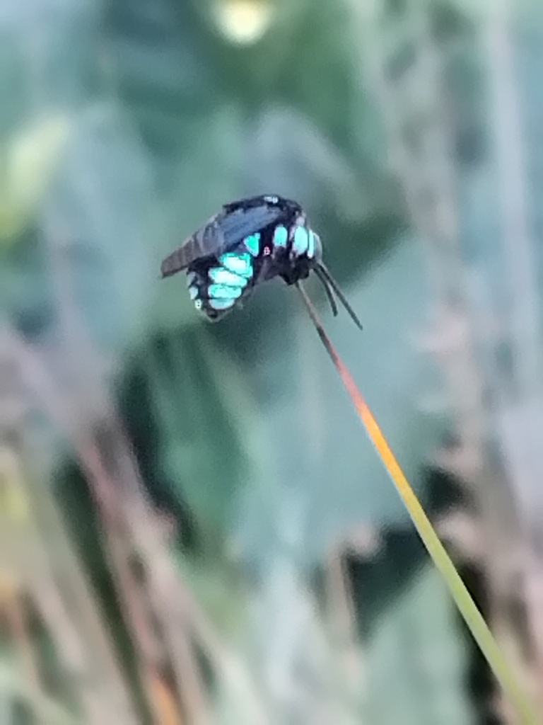 Thyreus nitidulus nitidulus from Sydney NSW, Australia on November 21 ...