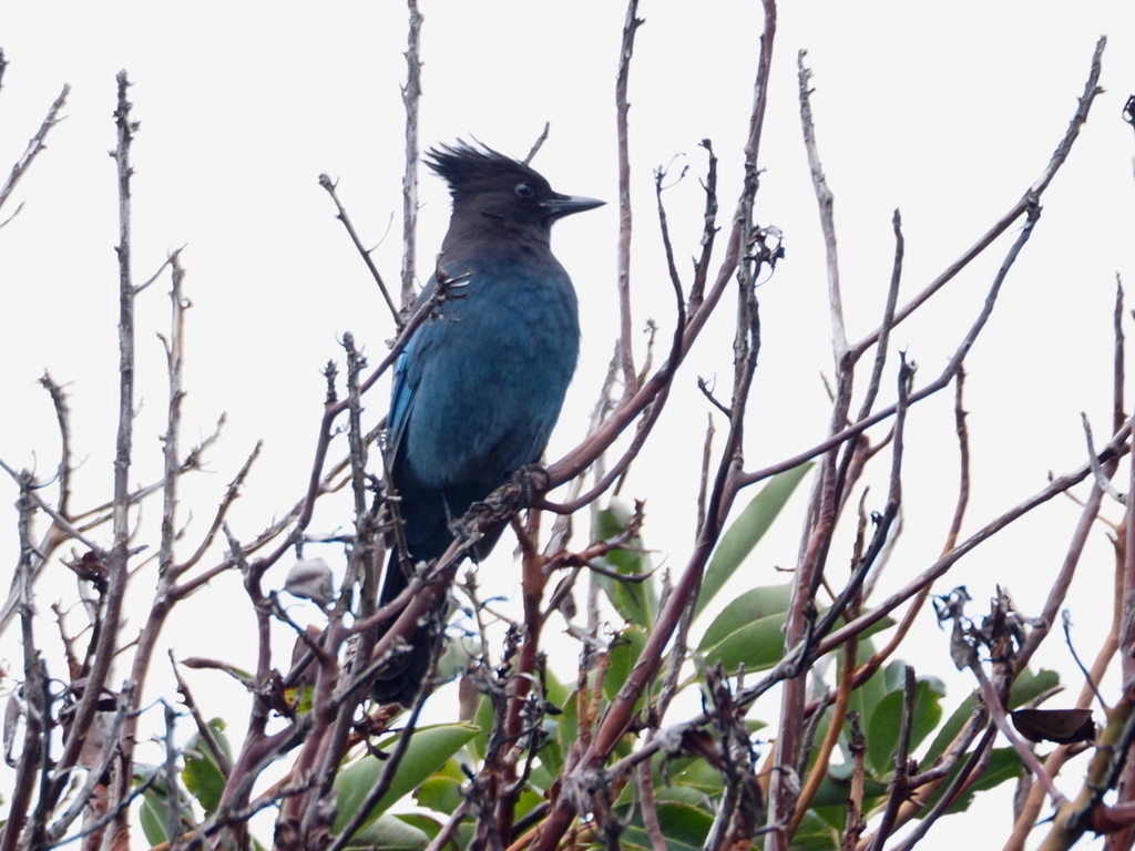 Steller's Jay from Port Townsend, WA, USA on November 21, 2024 at 02:08 ...